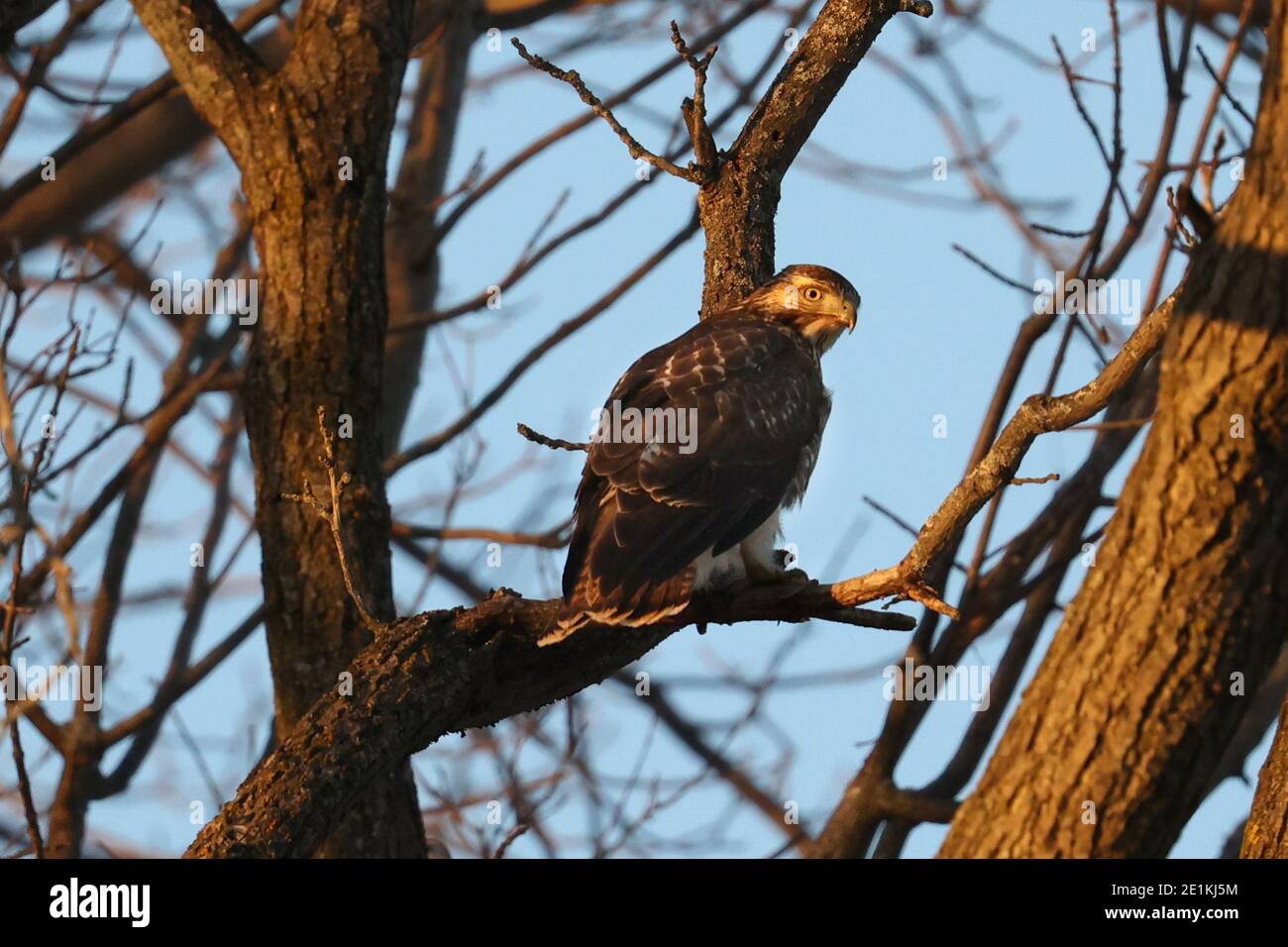 Red Tailed Hawk Juveniles flying and landing Stock Photo - Alamy