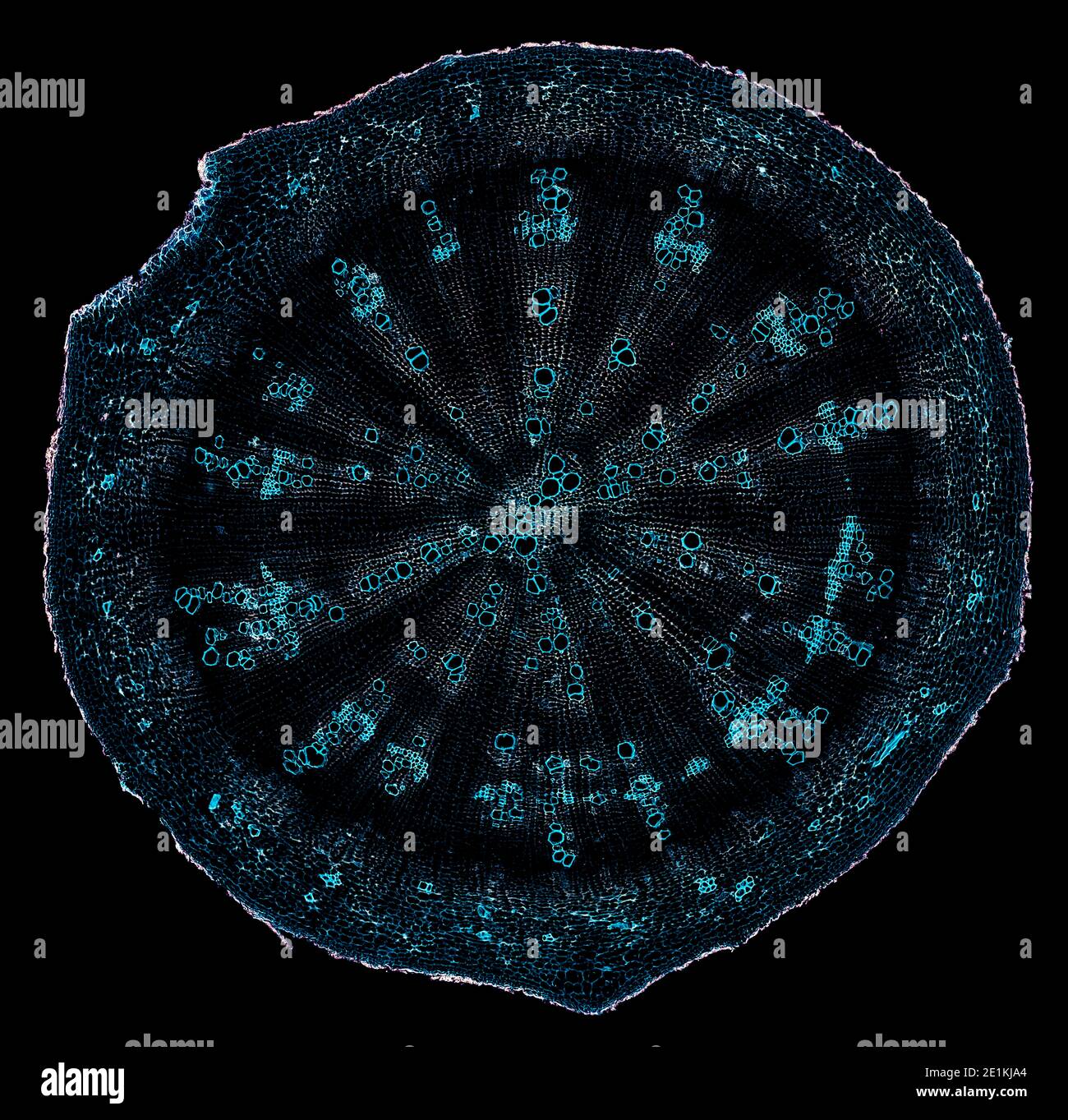 cross section cut under the microscope – microscopic view of plant ...
