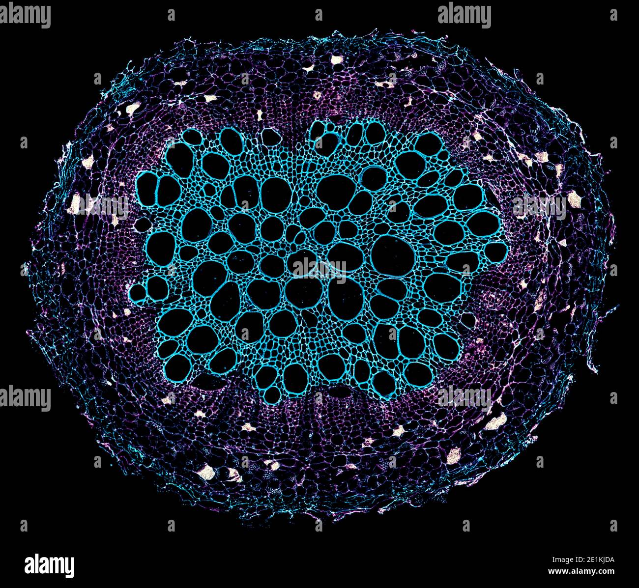 cross section cut under the microscope – microscopic view of plant ...