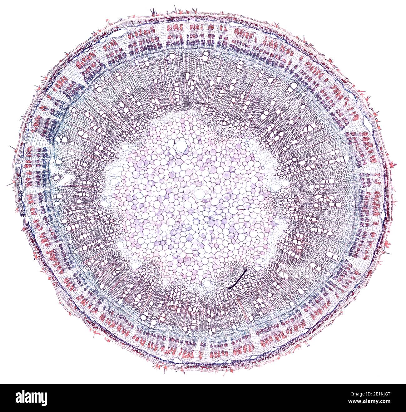 cross section cut under the microscope – microscopic view of plant ...