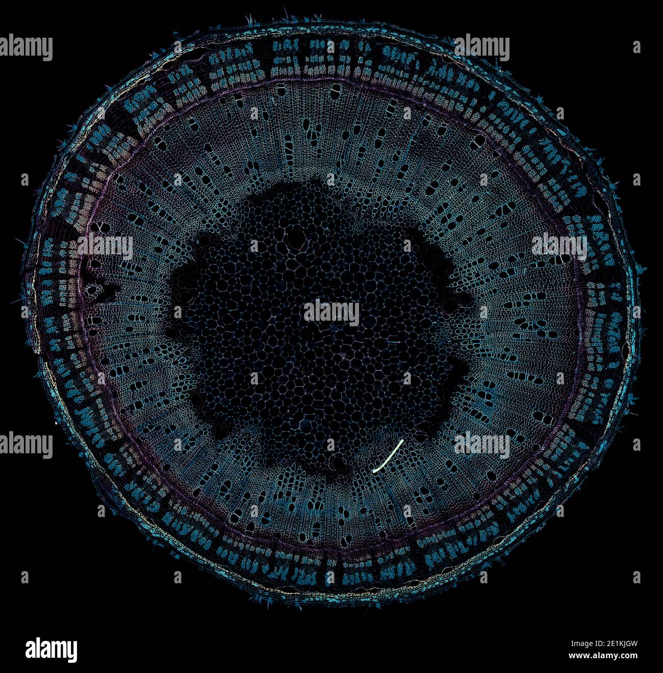 cross section cut under the microscope – microscopic view of plant ...