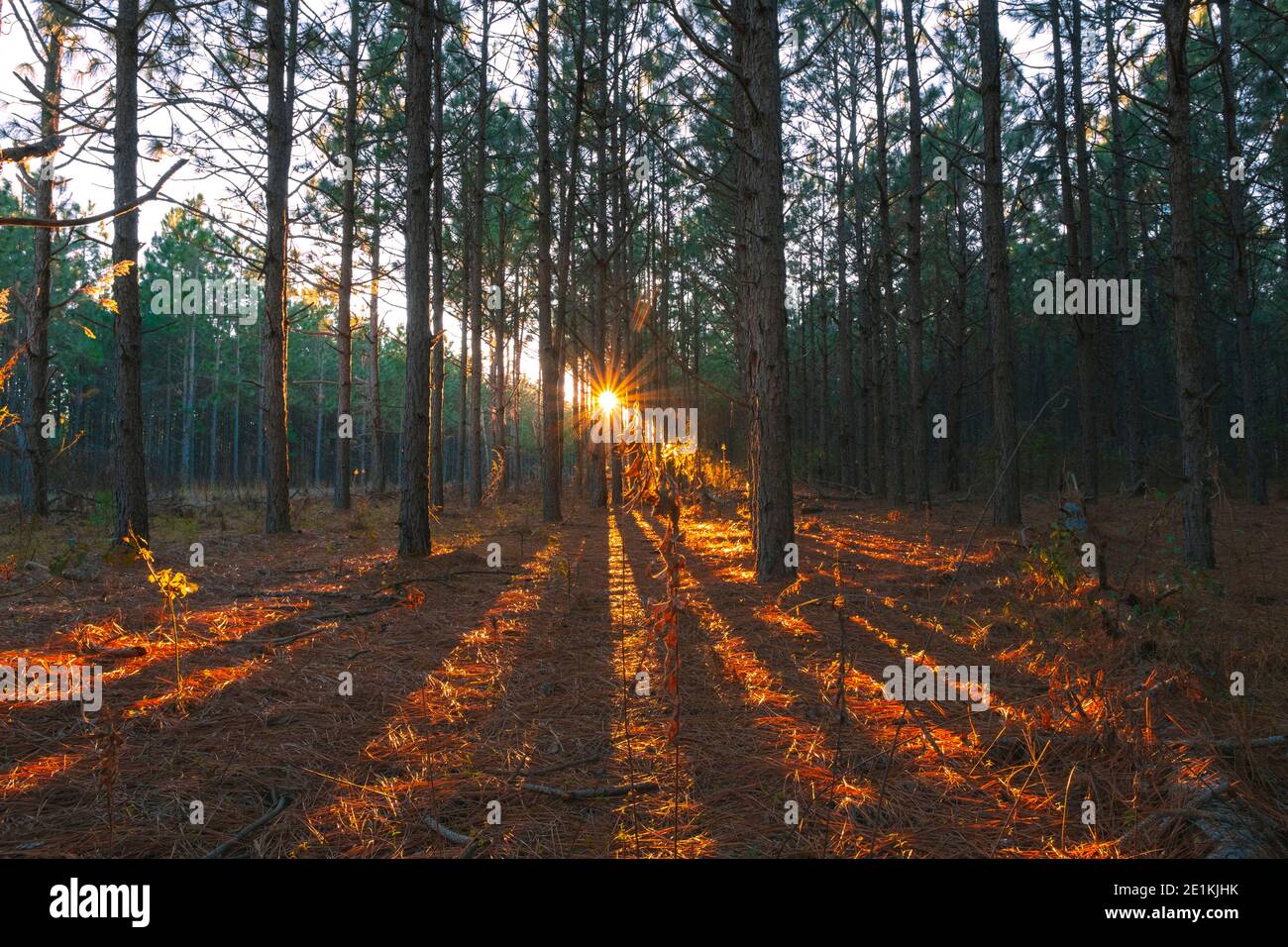 Sun Shining Through Trees In Forest At Sunset Stock Photo - Alamy