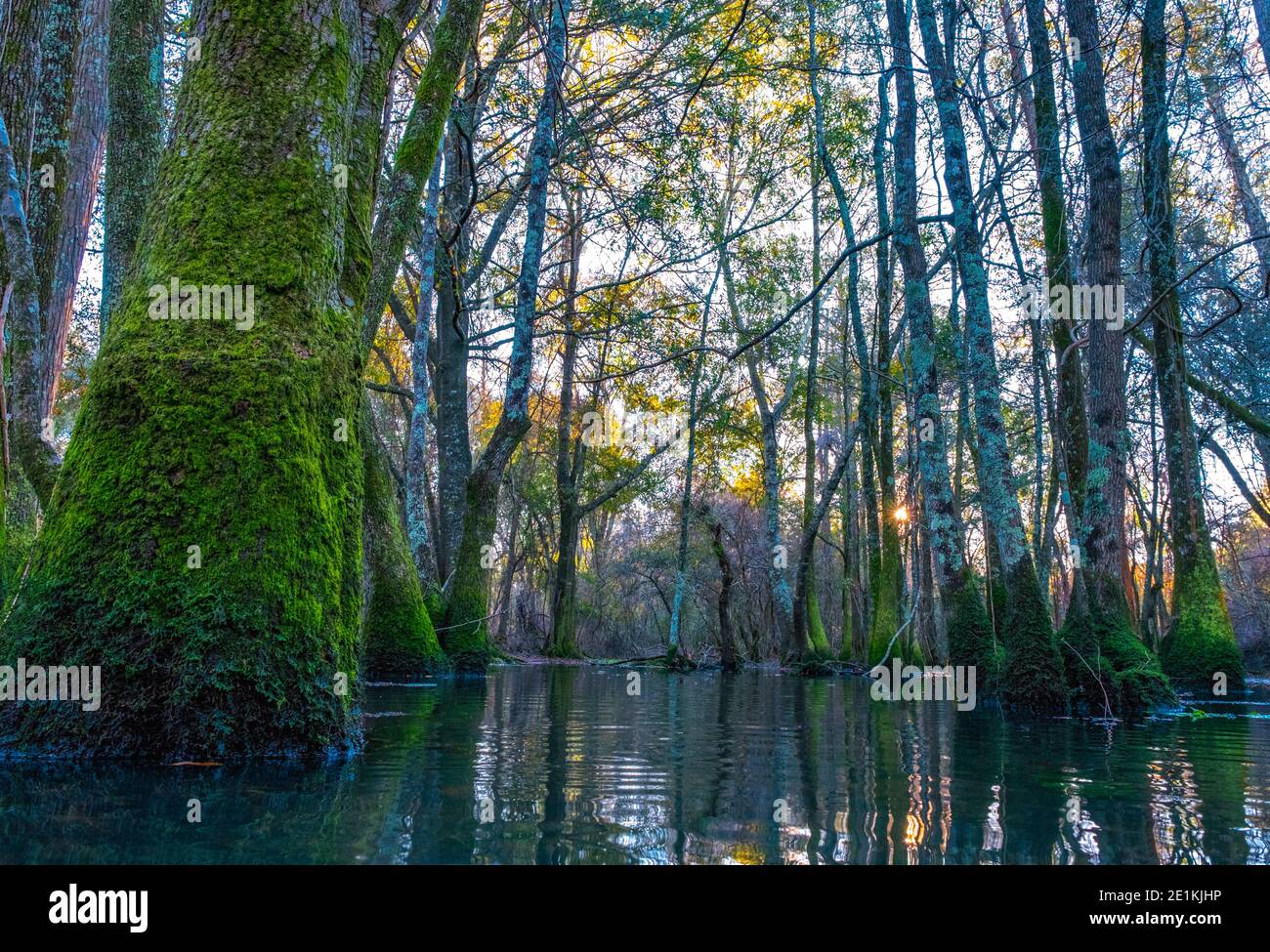 Southern Swam Woods With Water And Mossy Trees Stock Photo - Alamy