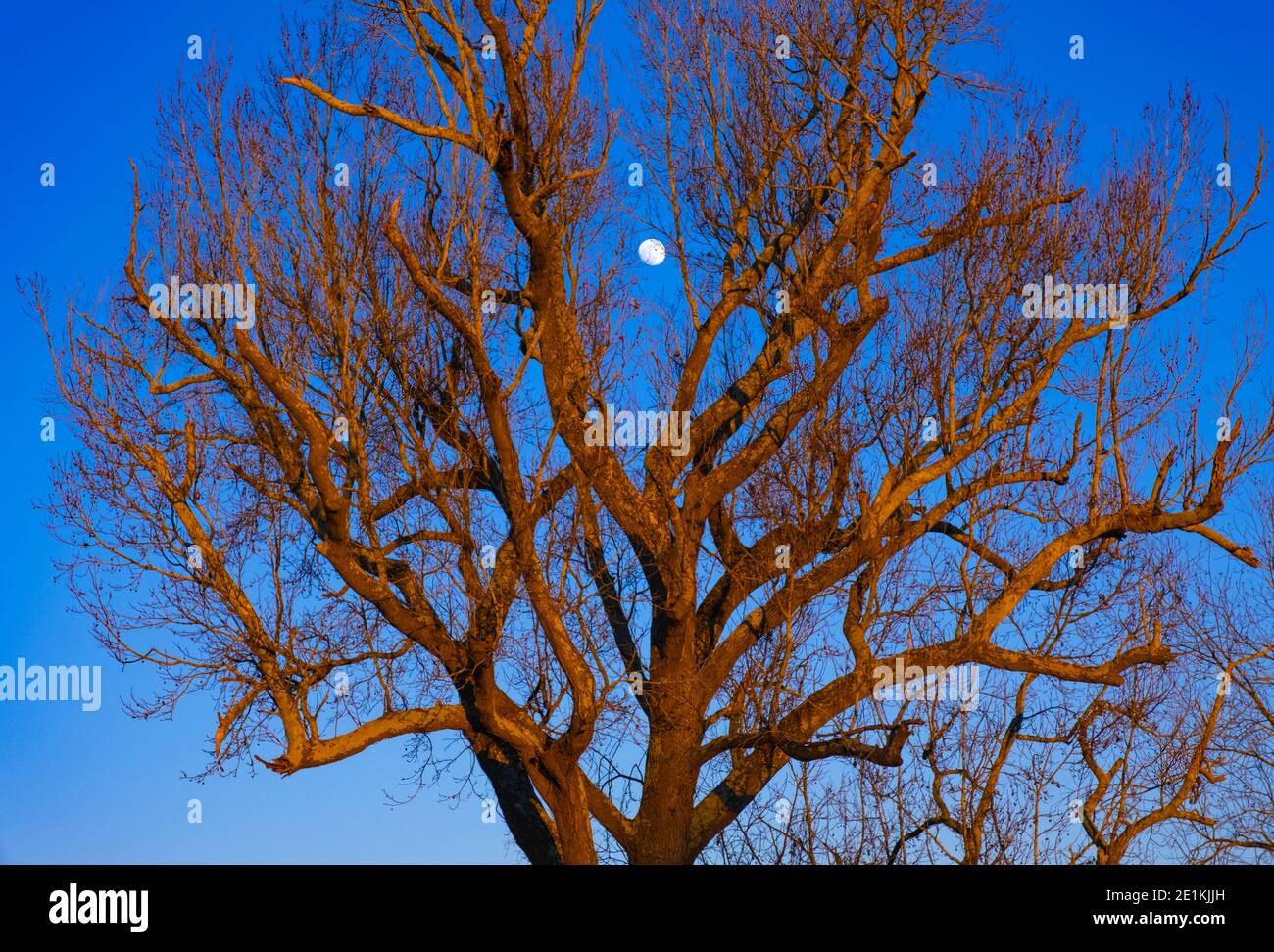 Full moon rising through trees hi-res stock photography and images - Alamy