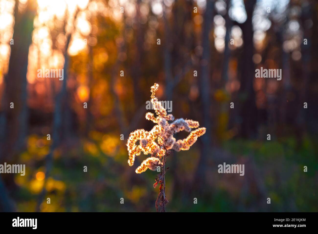 Beautiful Wish Plant Shrub In Sunlight In Woods Stock Photo - Alamy