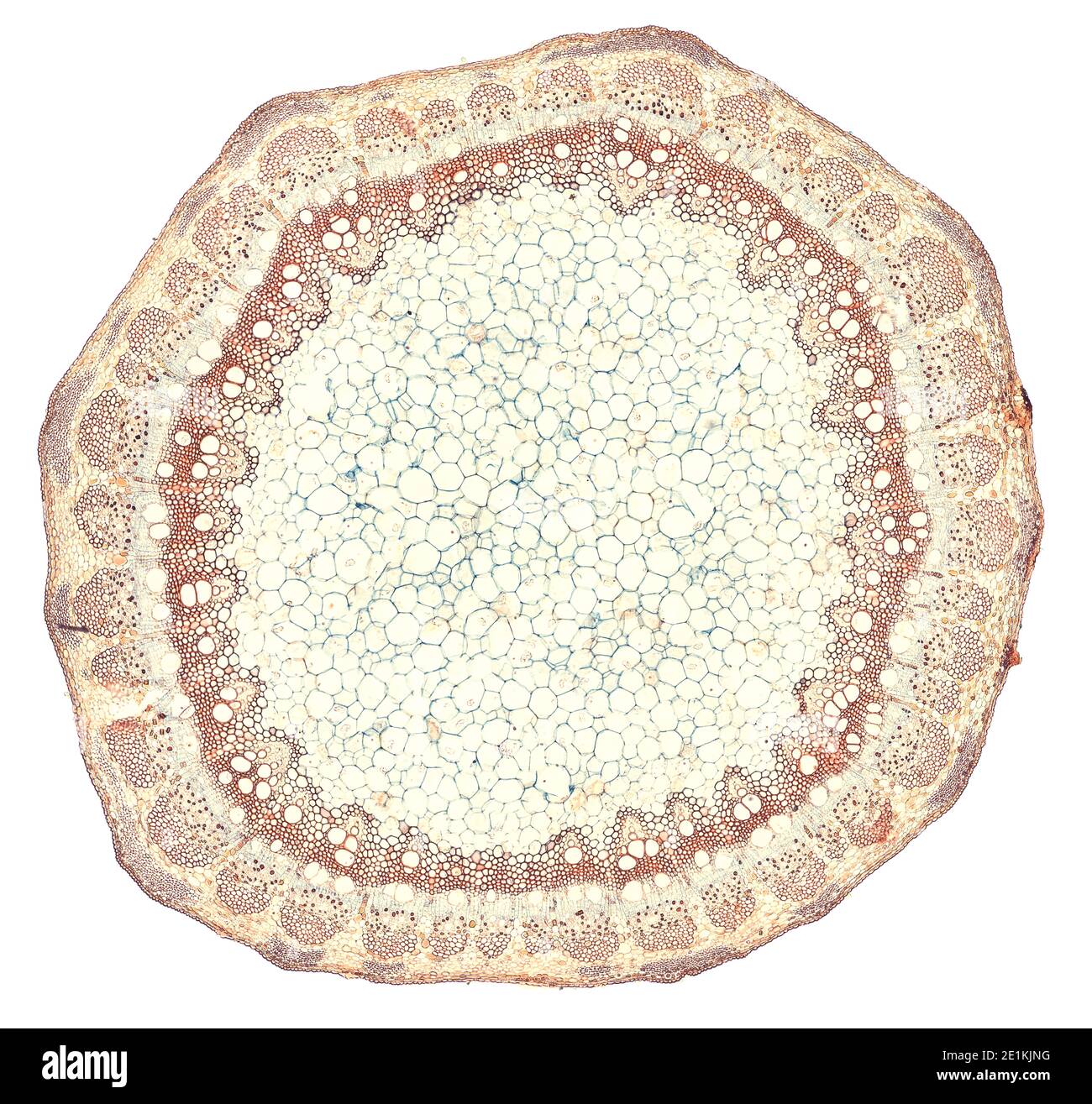 cross section cut under the microscope – microscopic view of plant ...