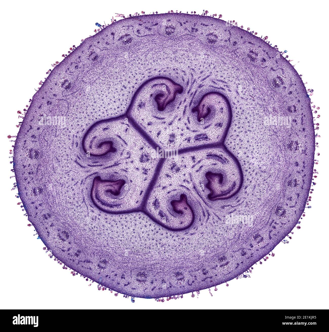 cross section cut under the microscope – microscopic view of plant ...