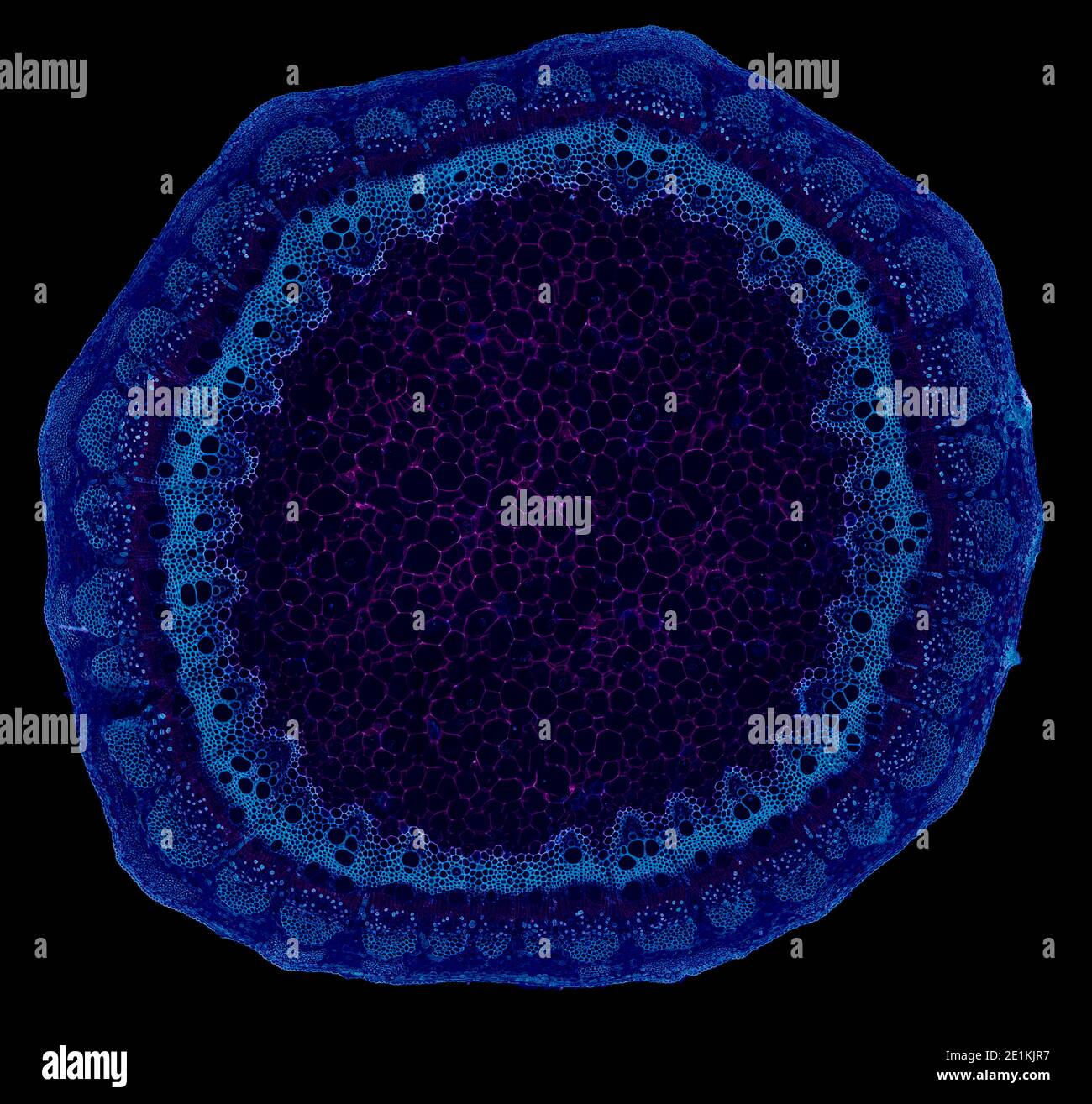 cross section cut under the microscope – microscopic view of plant ...