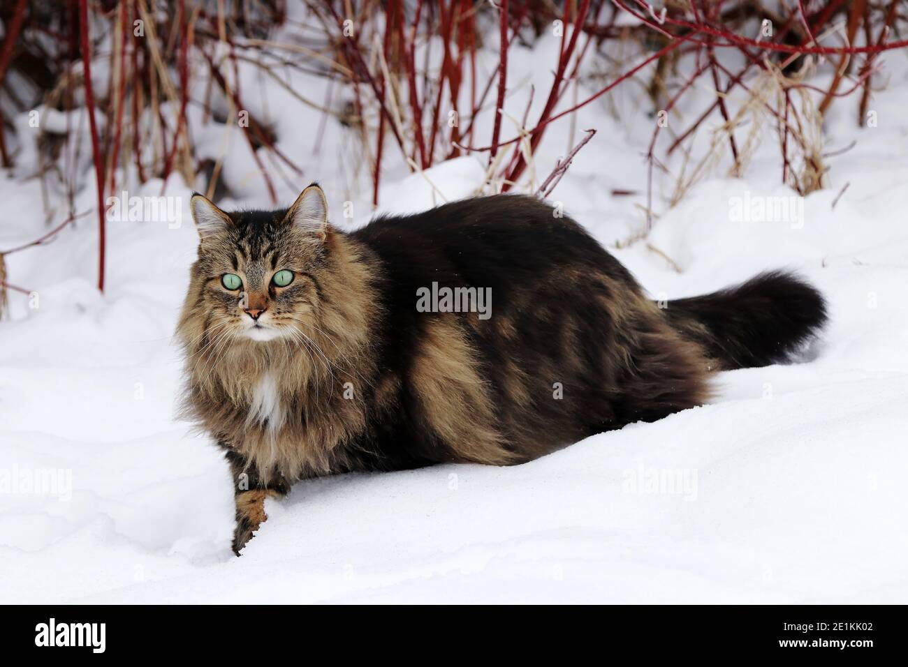 A female Norwegian Forest Cat running through the snow in winter Stock ...