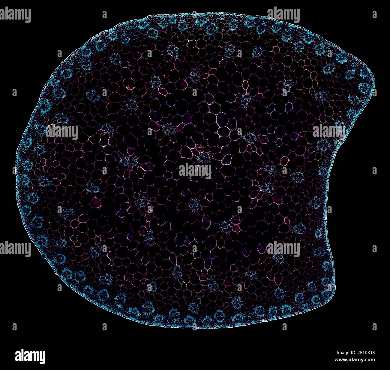 cross section cut under the microscope – microscopic view of plant ...