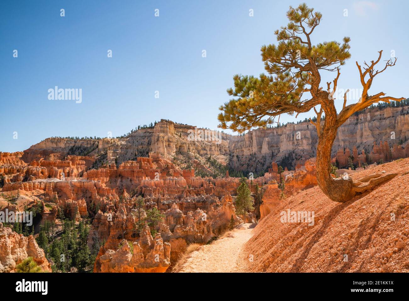 Bryce Canyon National Park, Utah. Sandstone spires and pine tree forest ...