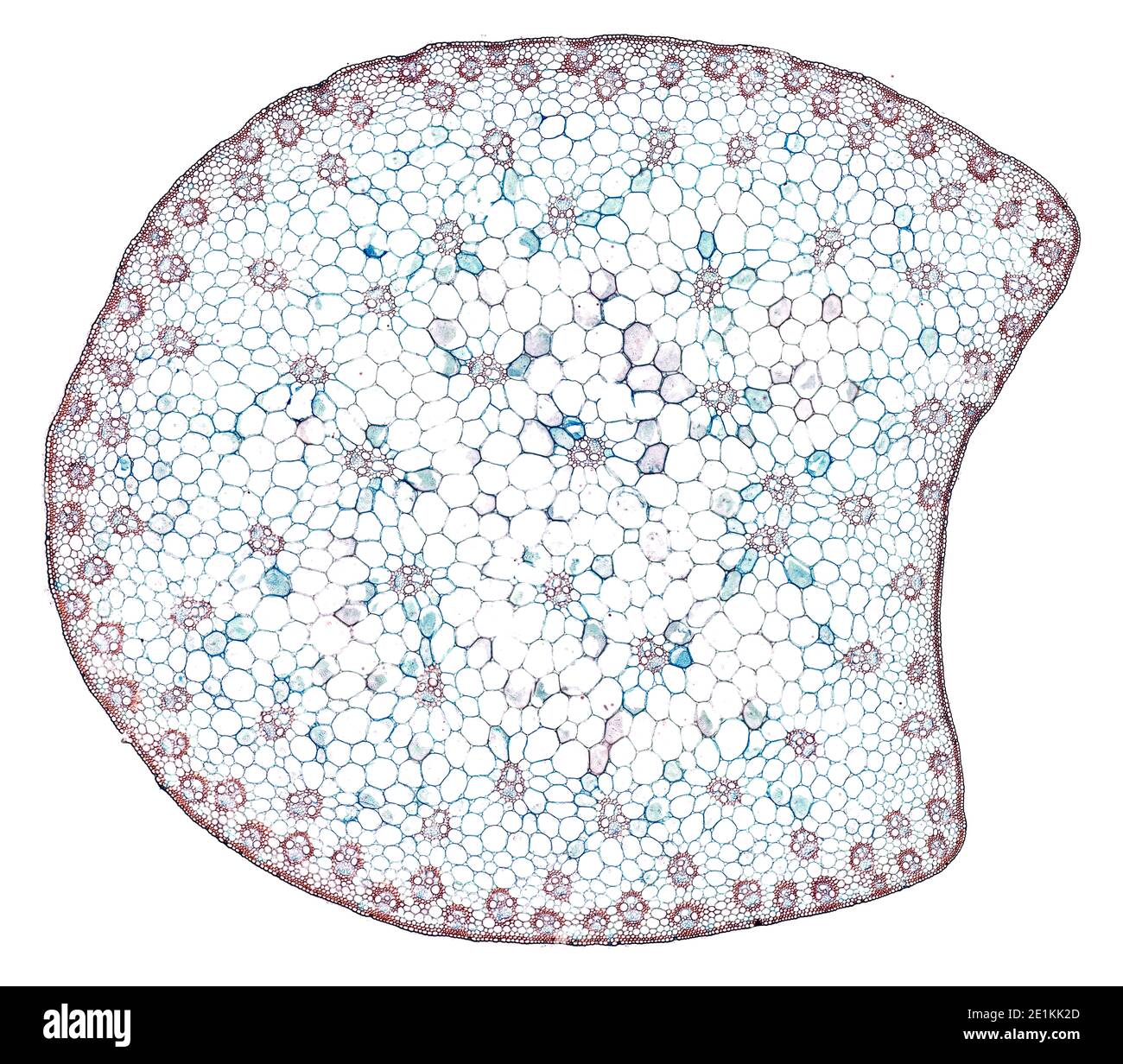 cross section cut under the microscope – microscopic view of plant ...
