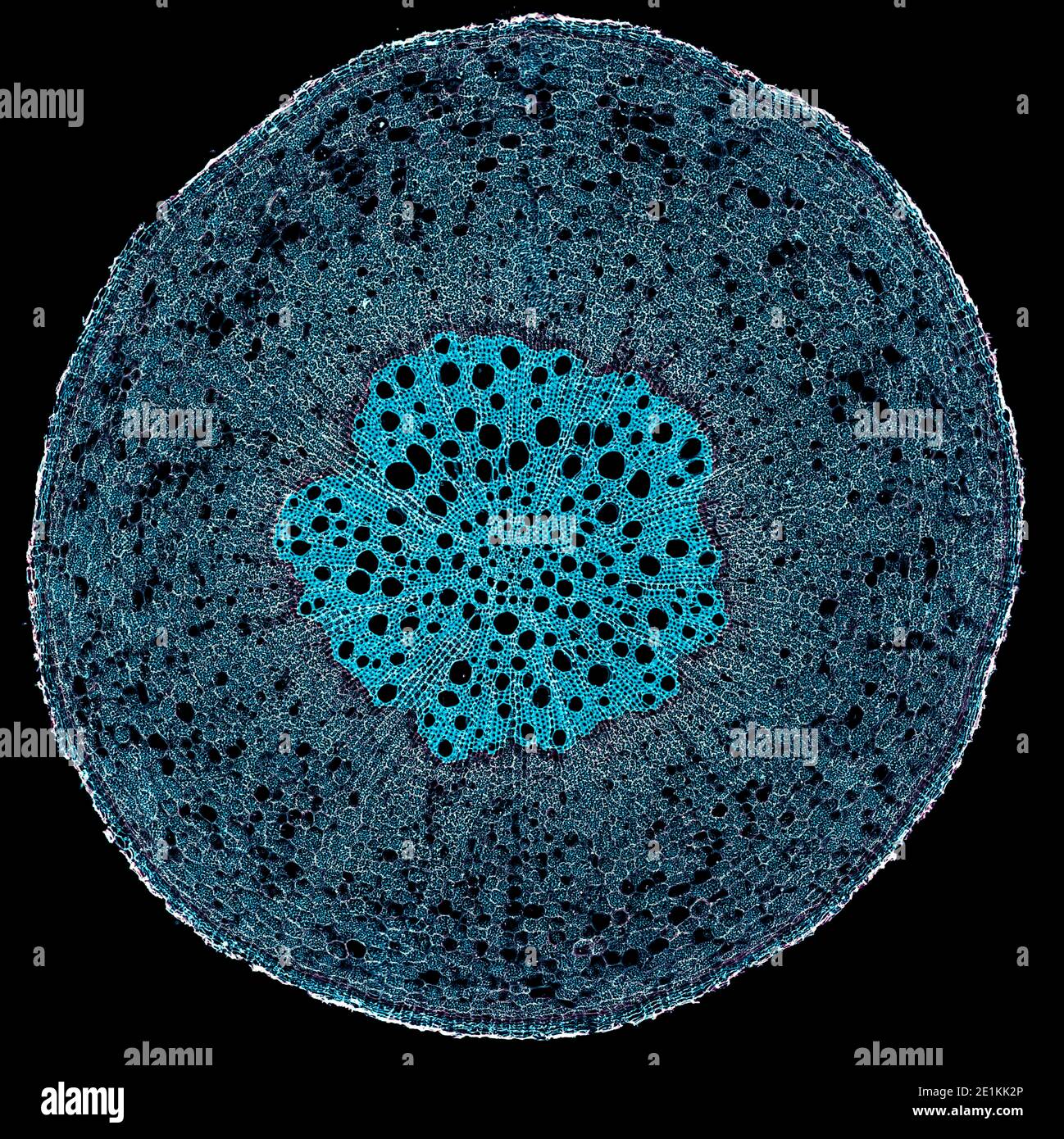 cross section cut under the microscope – microscopic view of plant ...