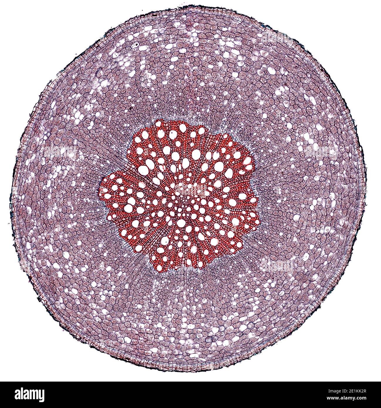 cross section cut under the microscope – microscopic view of plant ...