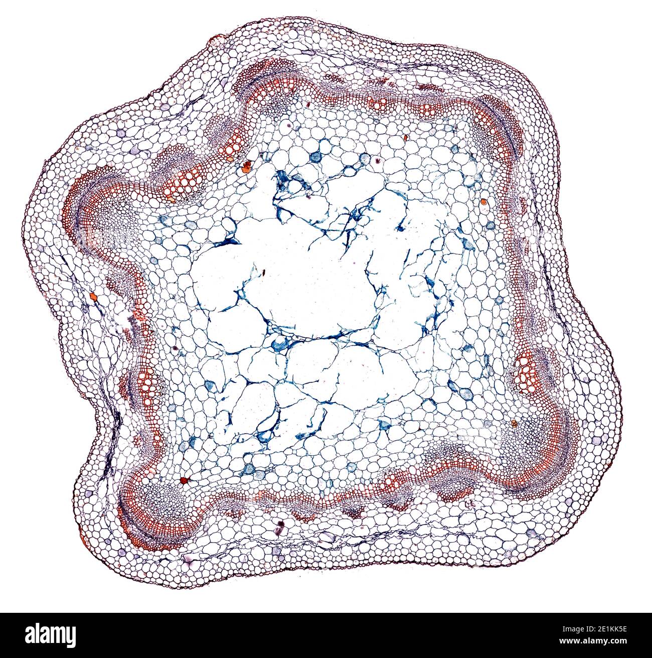 cross section cut under the microscope – microscopic view of plant ...