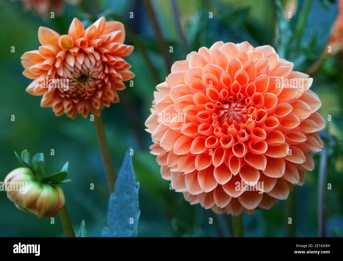 Beautiful orange Dahlia flower with stunning patterns at full bloom ...