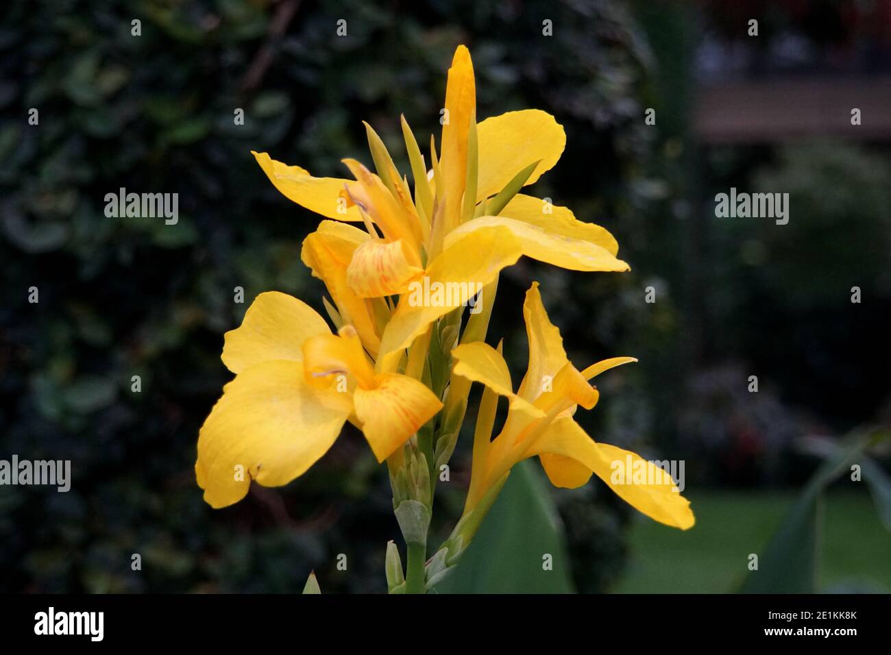 Yellow canna lily hi-res stock photography and images - Alamy