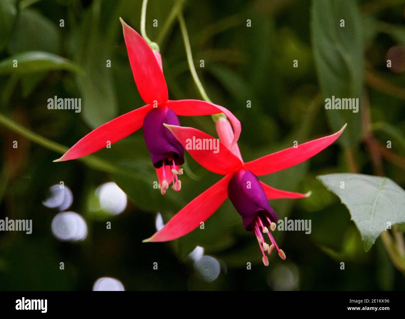 Red and purple Fuchsia flowers at full bloom Stock Photo - Alamy