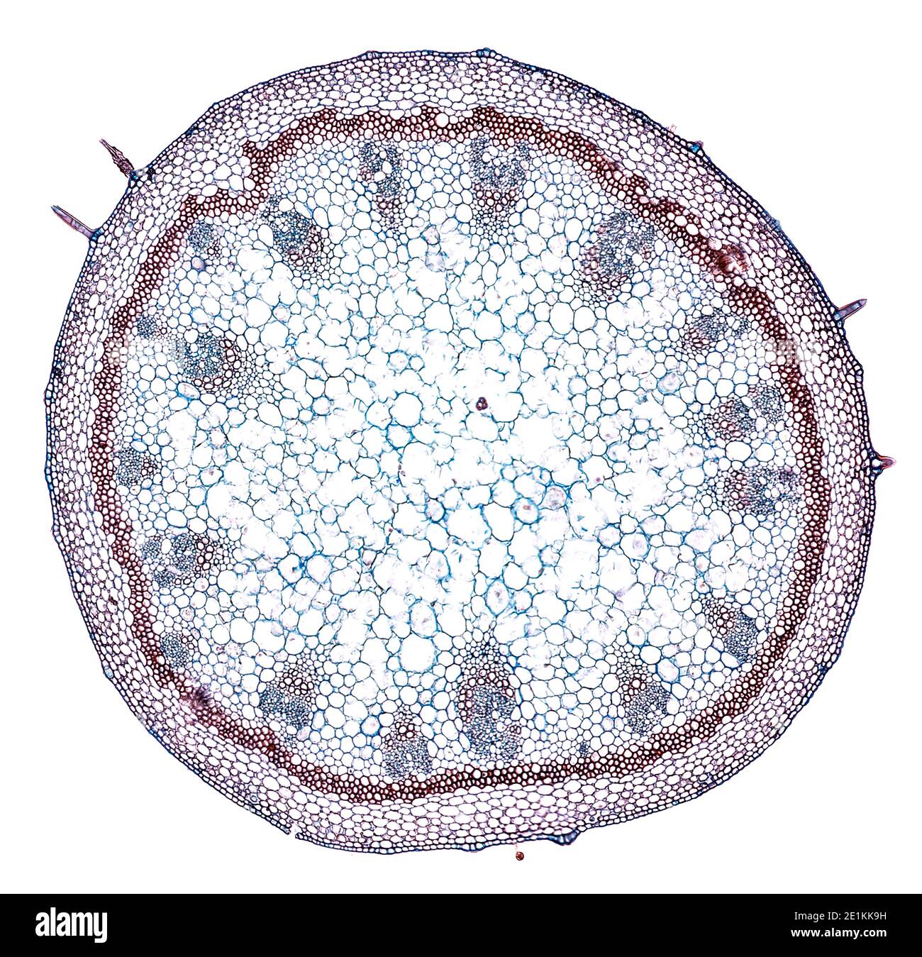 cross section cut under the microscope – microscopic view of plant ...
