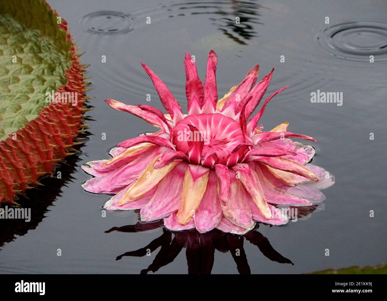 Victoria Amazonica, the largest water lily flower that is native to the ...