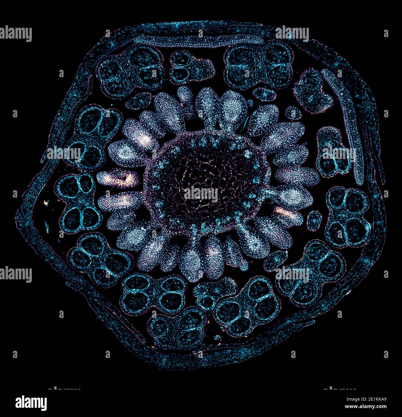 cross section cut under the microscope – microscopic view of plant ...