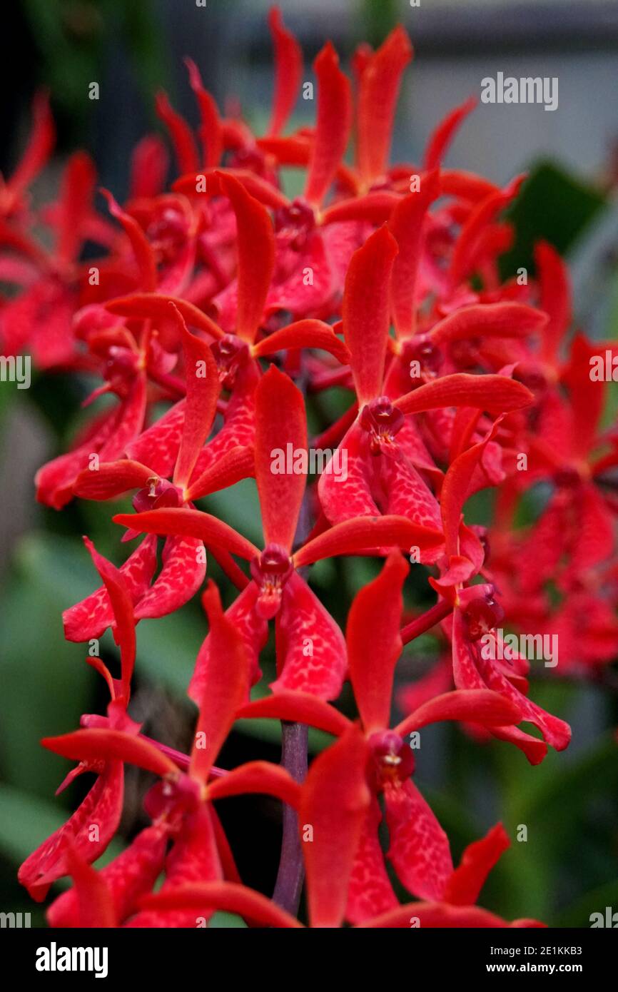 Beautiful cluster of Renanopsis Lion's Splendor 'Justice' red orchid ...