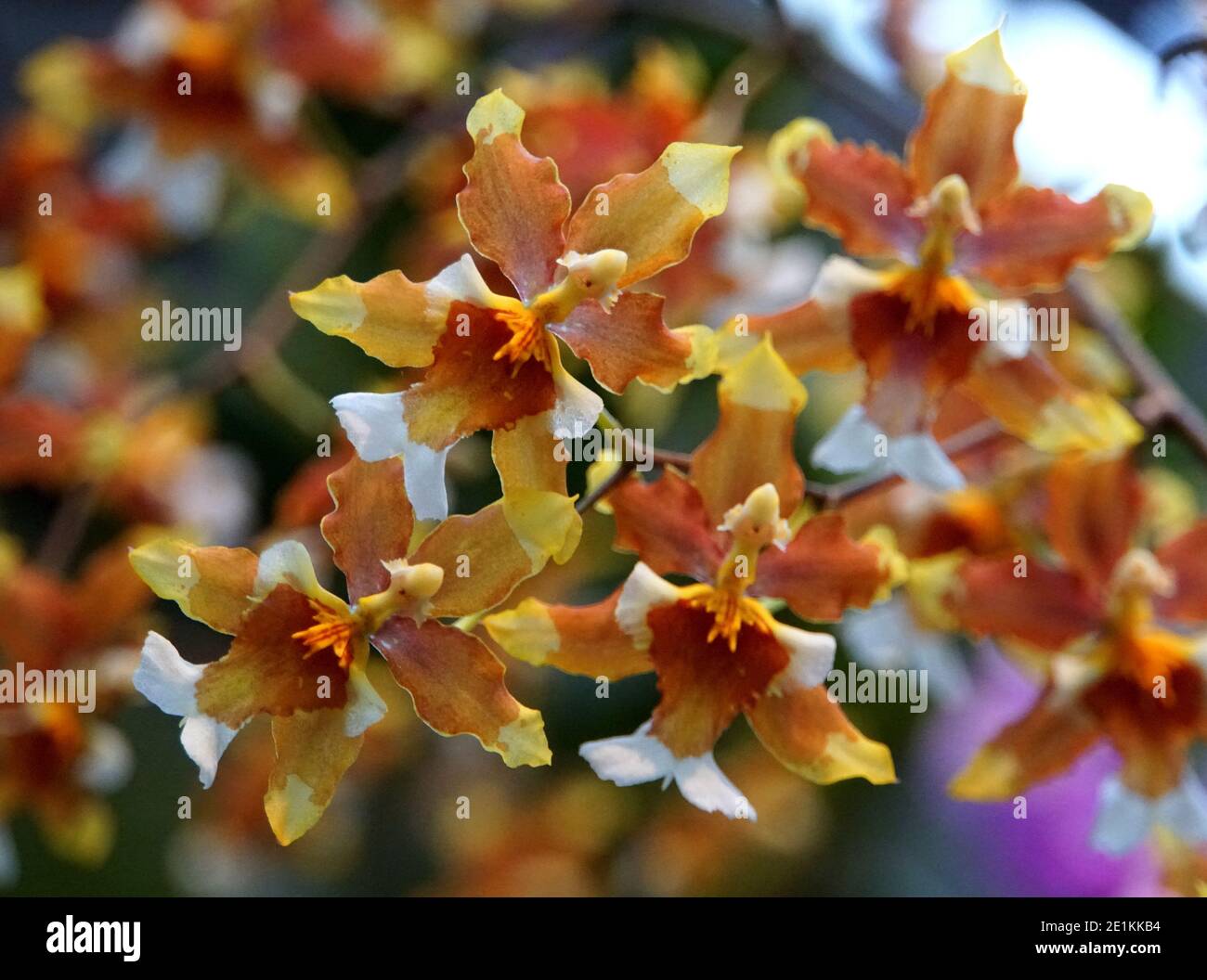 Beautiful cluster of yellow, red and white tiny orchids Stock Photo - Alamy