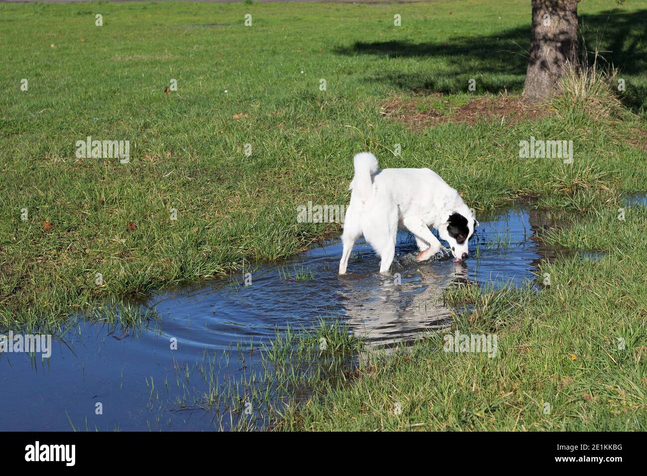 Standing In Water Puddle High Resolution Stock Photography and Images ...