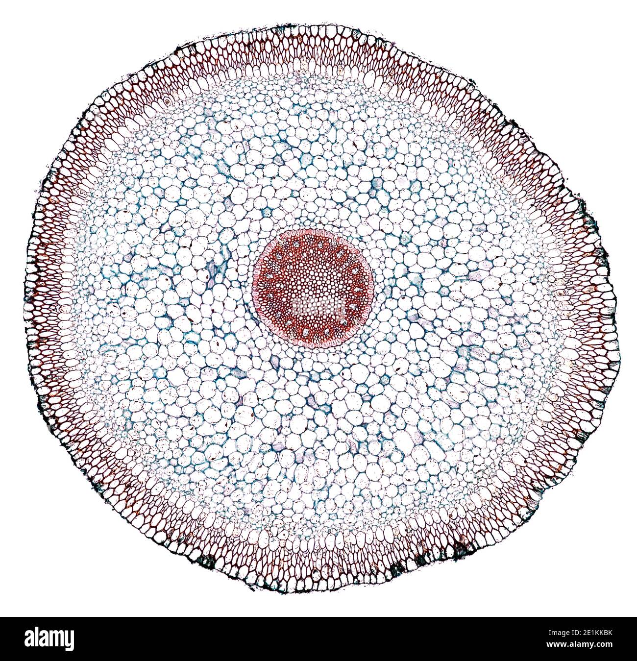 cross section cut under the microscope – microscopic view of plant ...