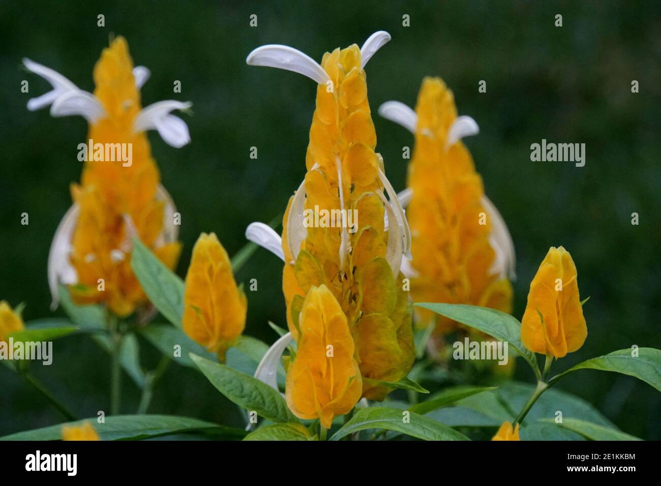 Lollipop plant hi-res stock photography and images - Alamy