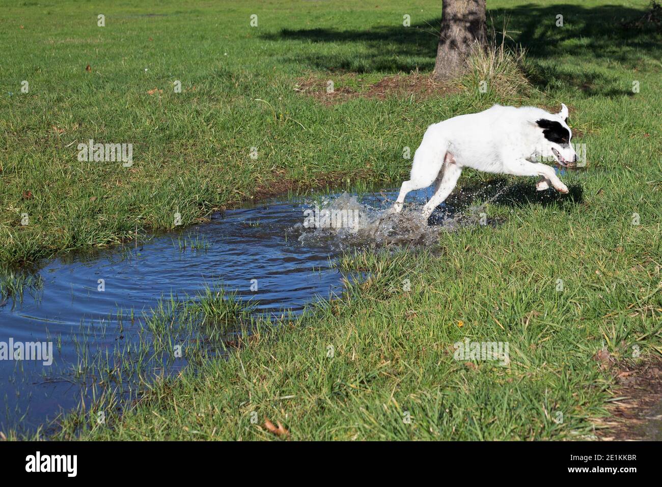 Puddle jumping hi-res stock photography and images - Alamy