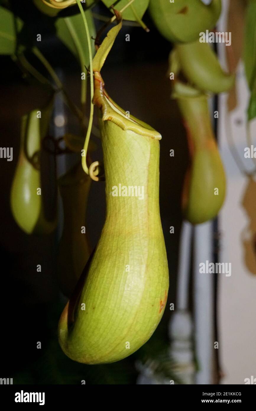 Carnivorous pitcher, also known as pitfall trap plant Stock Photo - Alamy