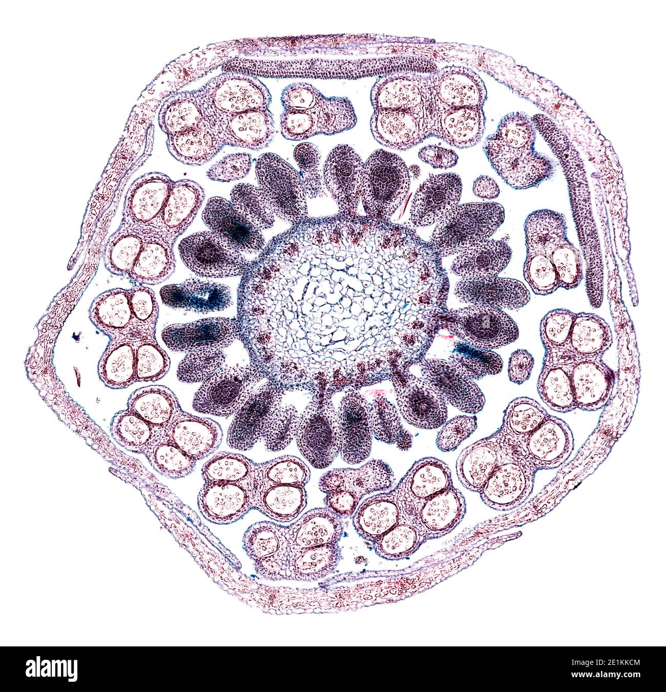 cross section cut under the microscope – microscopic view of plant ...
