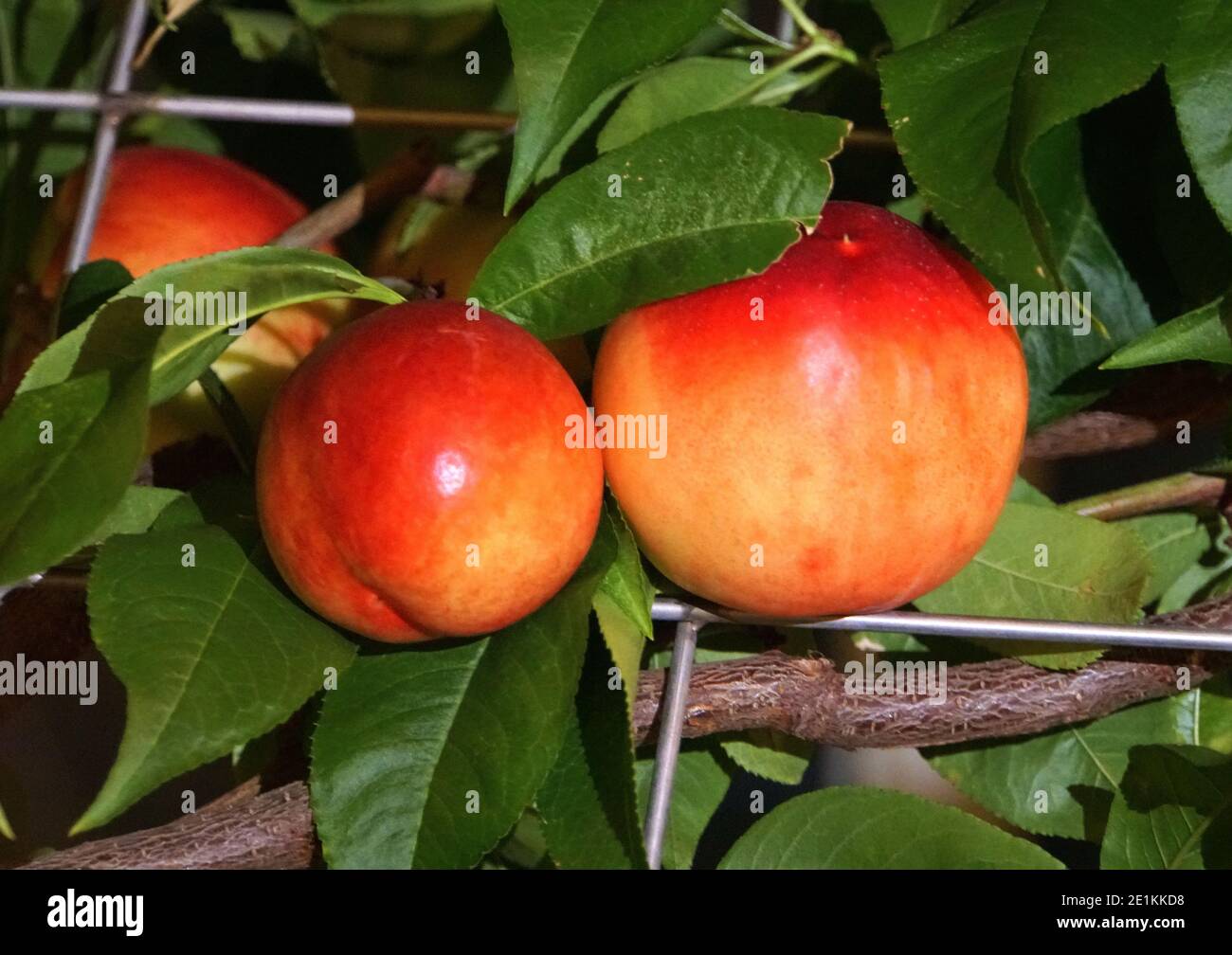 Nectarines Fruit Branch High Resolution Stock Photography and Images ...