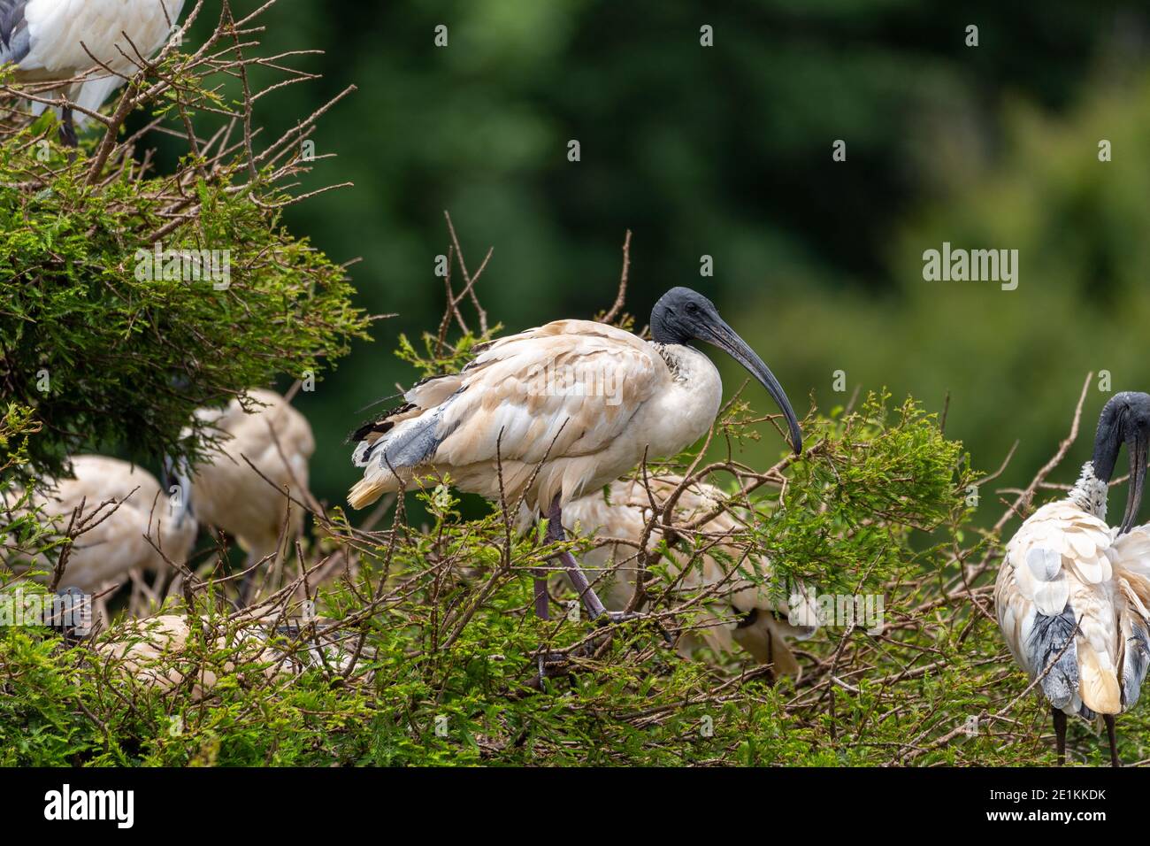 Ibis standing in a tree while building a nest at Toowoomba Japanese ...