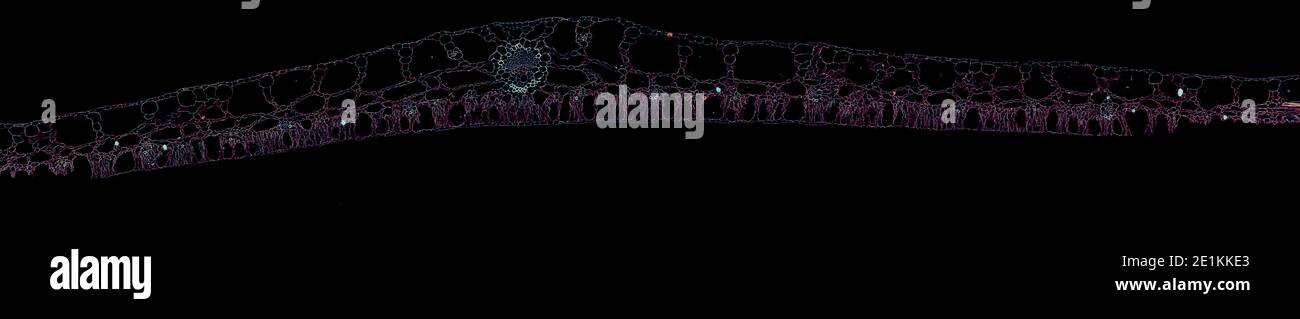 cross section cut under the microscope – microscopic view of plant ...