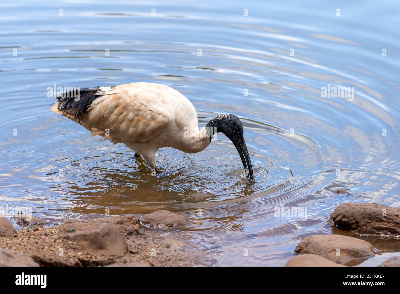 Japanese ibis hi-res stock photography and images - Alamy