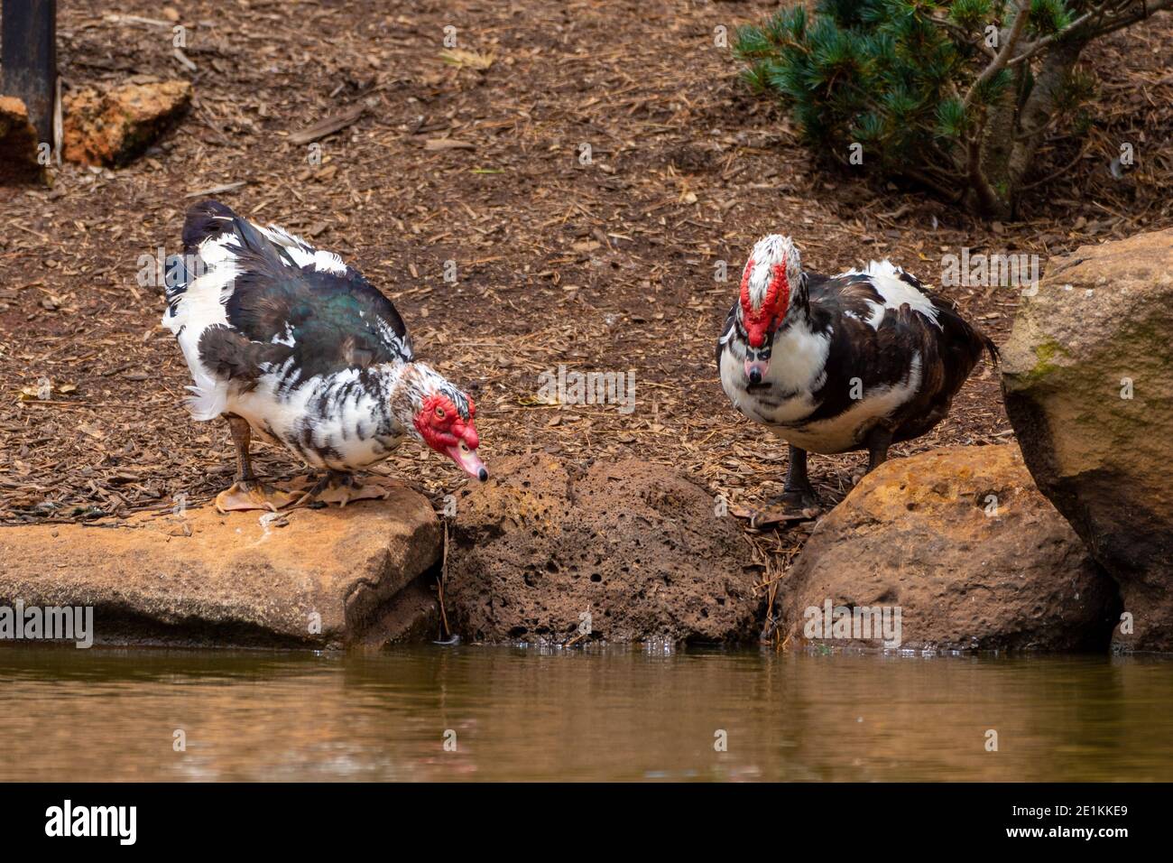 Two Muscovy ducks by the lake taking turns to drink at Toowoomba ...