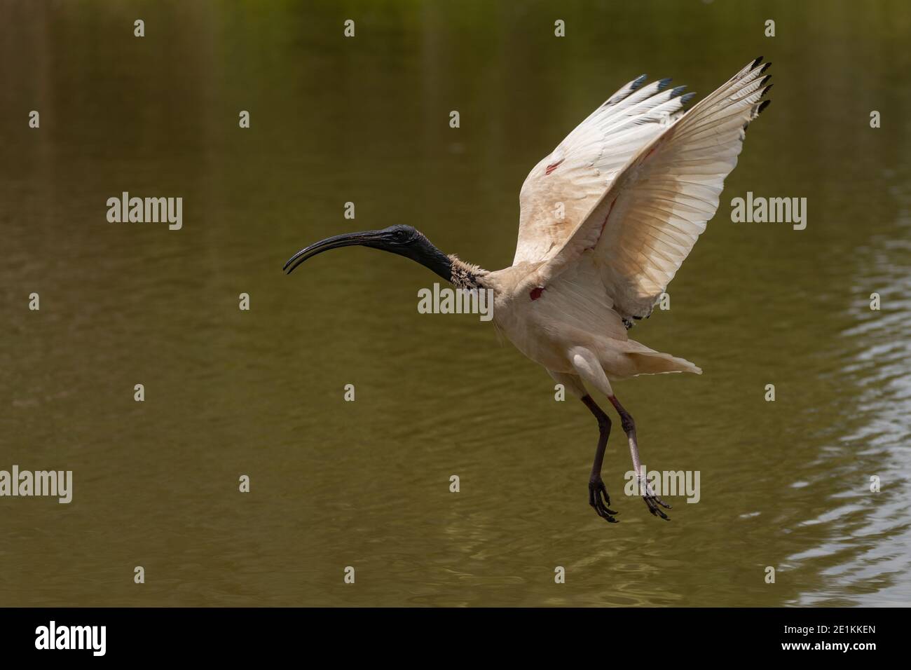 Ibis flying through the air with wings up and feet down at the Japanese ...