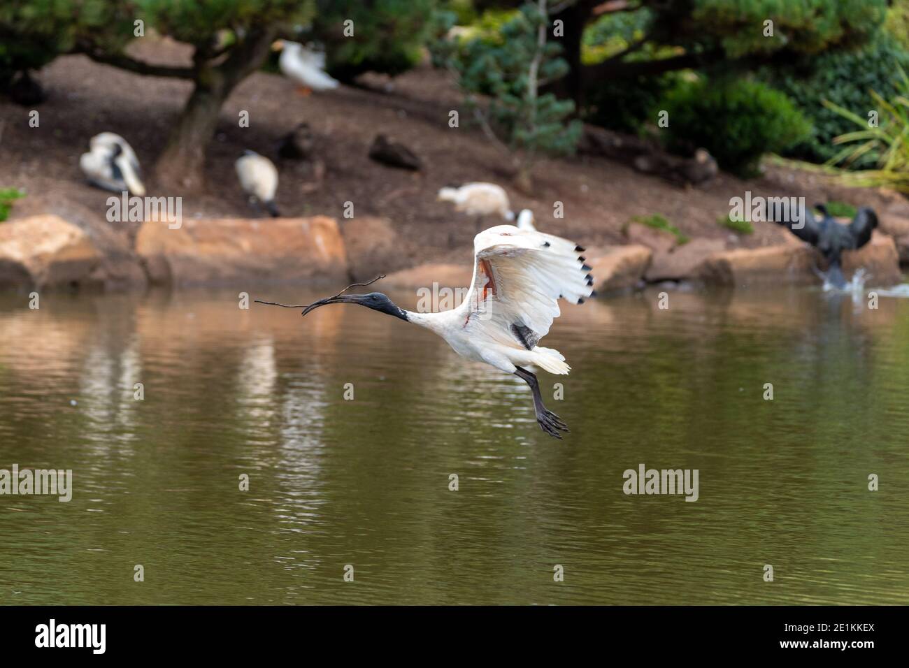 Ibis flying with wings up and a stick in its mouth to build a nest at ...