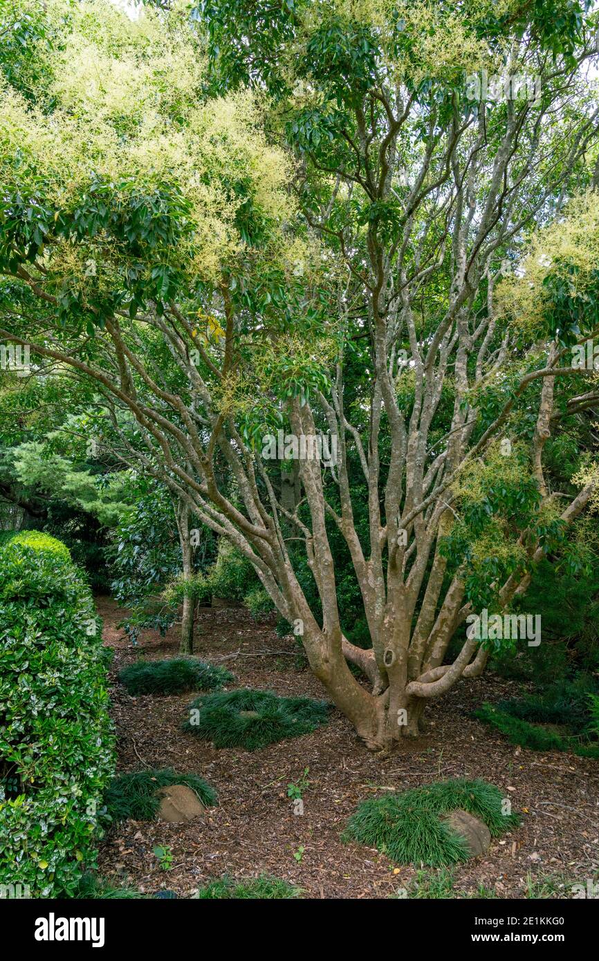 Japanese garden toowoomba hi-res stock photography and images - Alamy