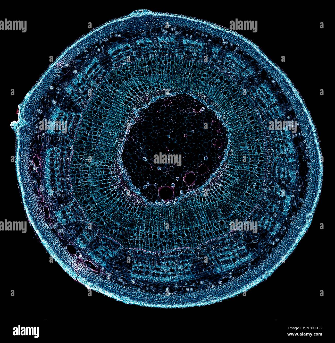 cross section cut under the microscope – microscopic view of plant ...