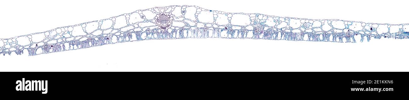 cross section cut under the microscope – microscopic view of plant ...