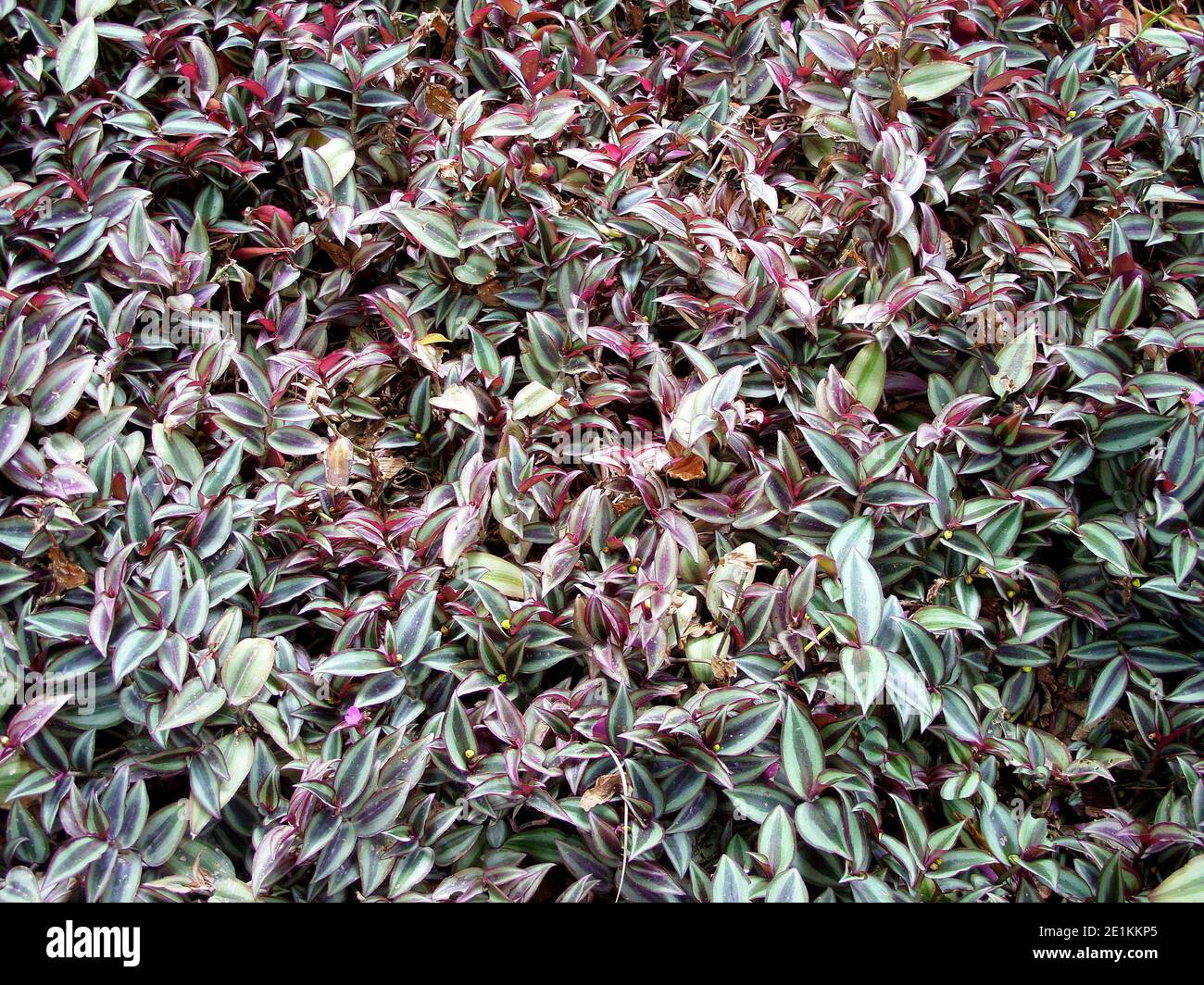A carpet of the Wandering Jew plant (Tradescantia zebrina or zebrina ...