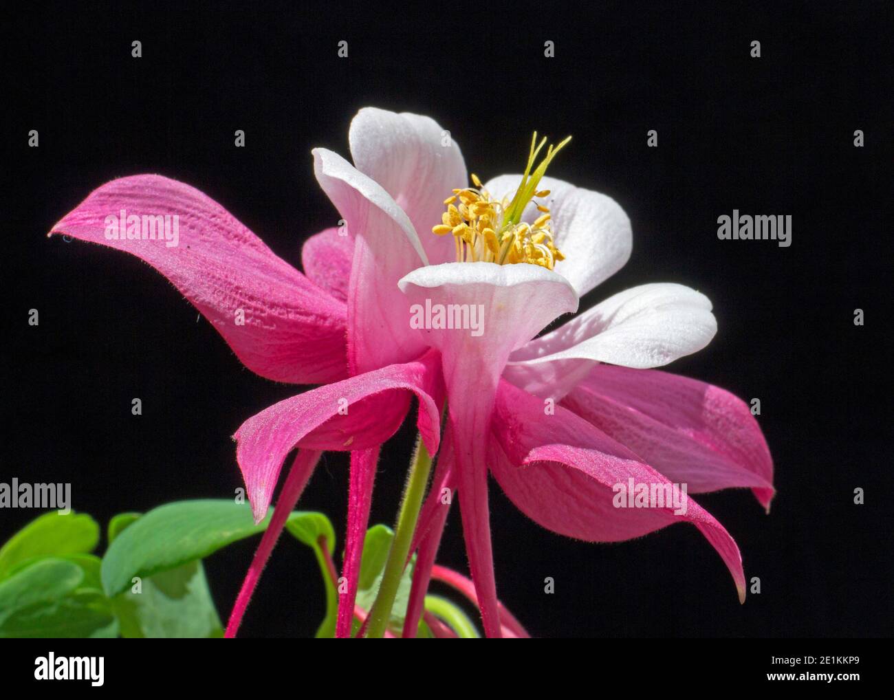 Columbine closeup hi-res stock photography and images - Alamy