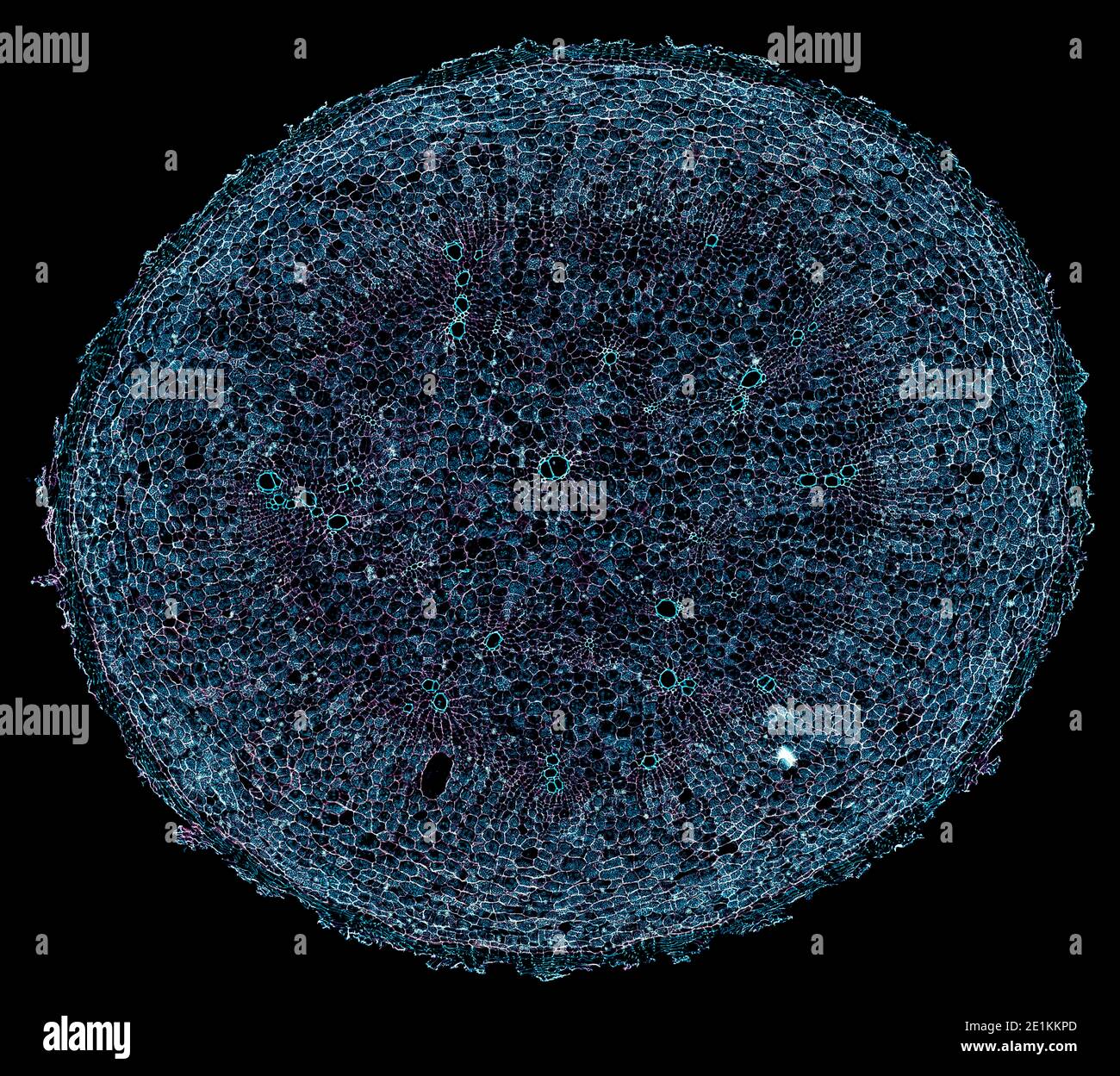 cross section cut under the microscope – microscopic view of plant ...