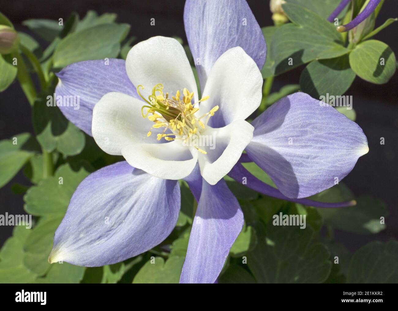 Columbine closeup hi-res stock photography and images - Alamy