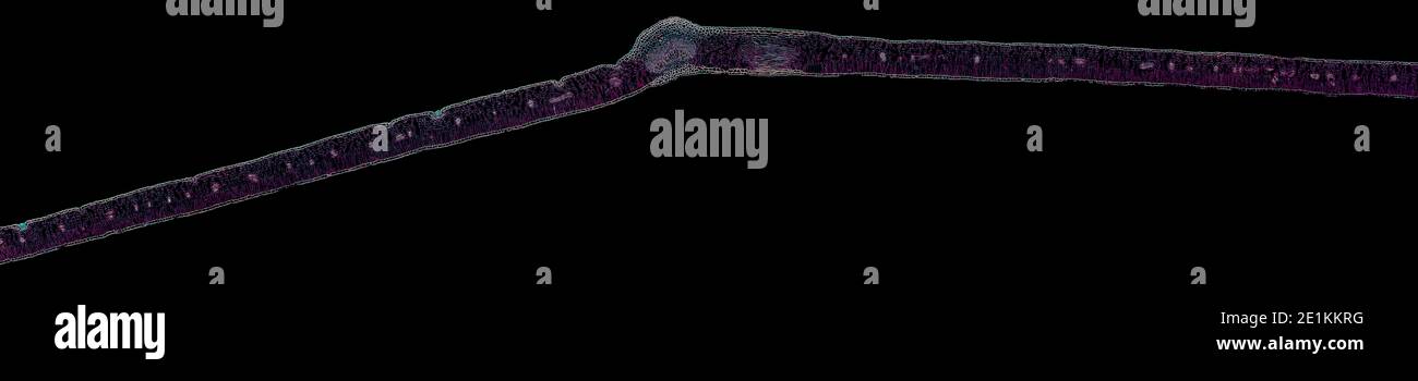 cross section cut under the microscope – microscopic view of plant ...