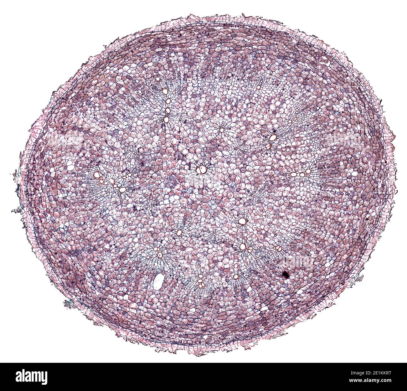 cross section cut under the microscope – microscopic view of plant ...