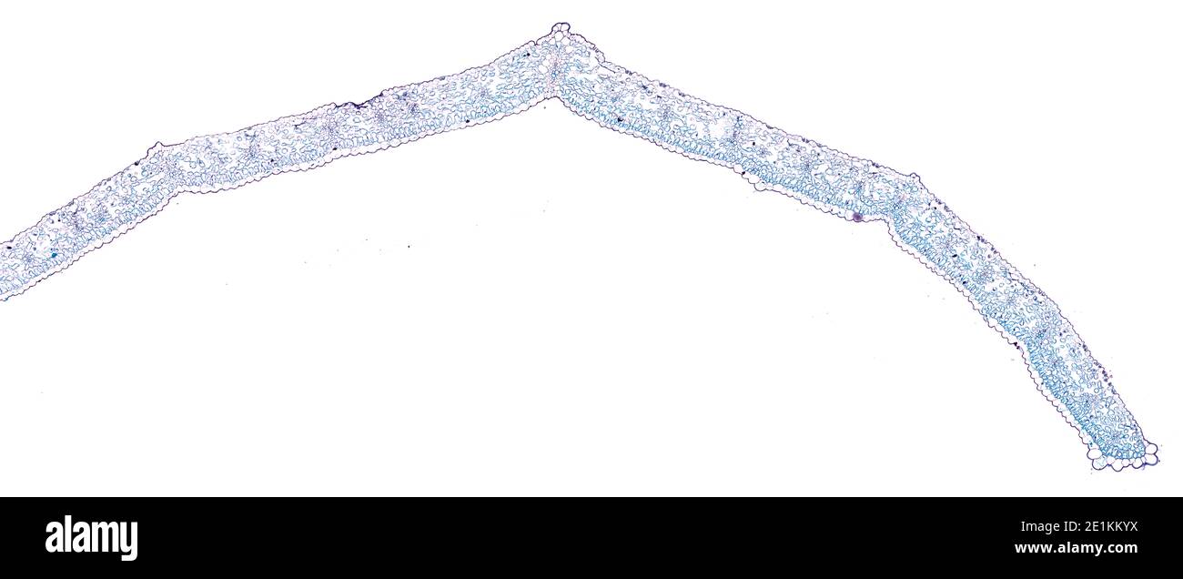 cross section cut under the microscope – microscopic view of plant ...